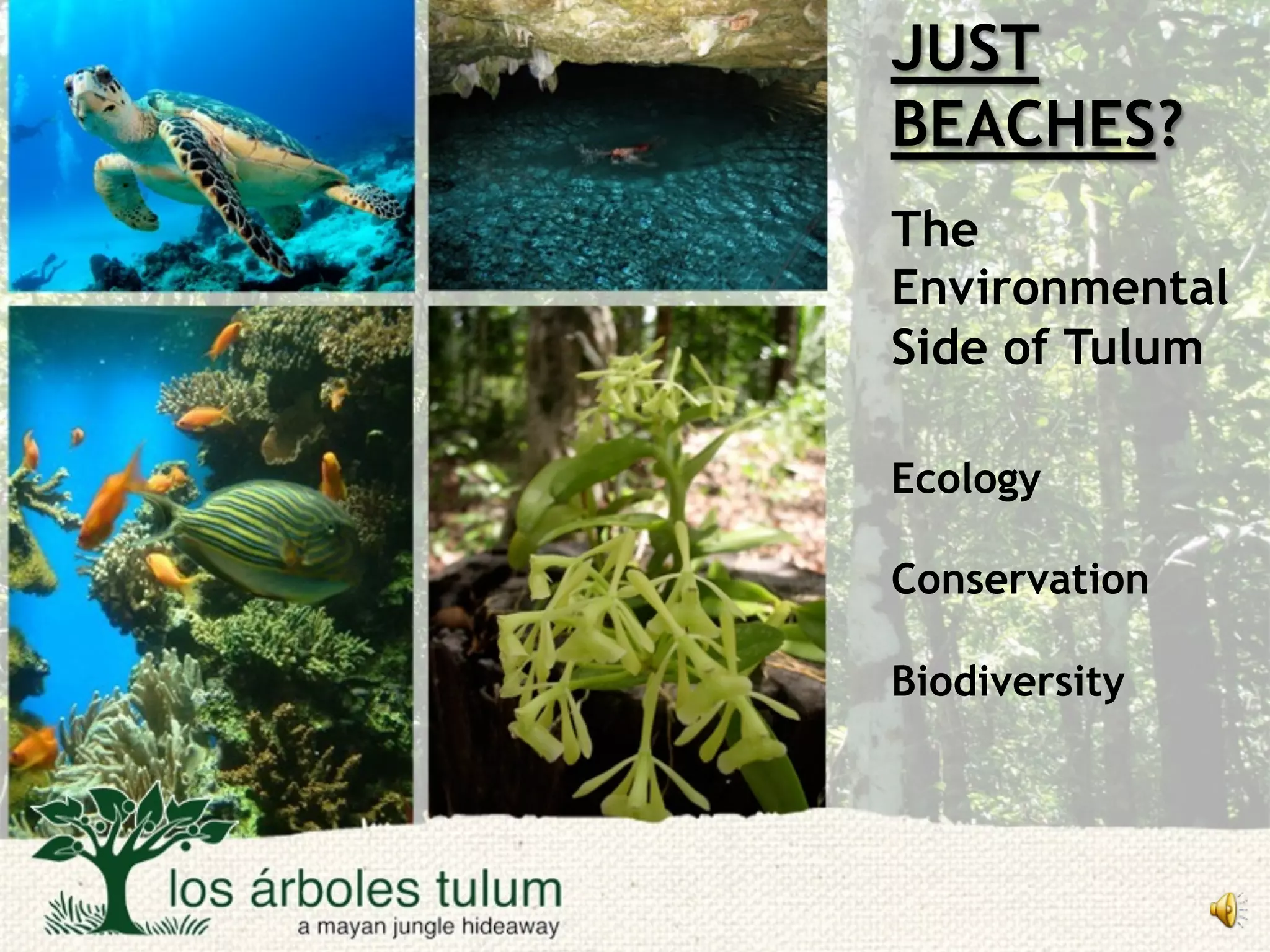 An Introduction to Los Arboles Tulum | PDF