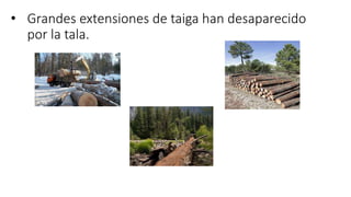 La Taiga | PPTX