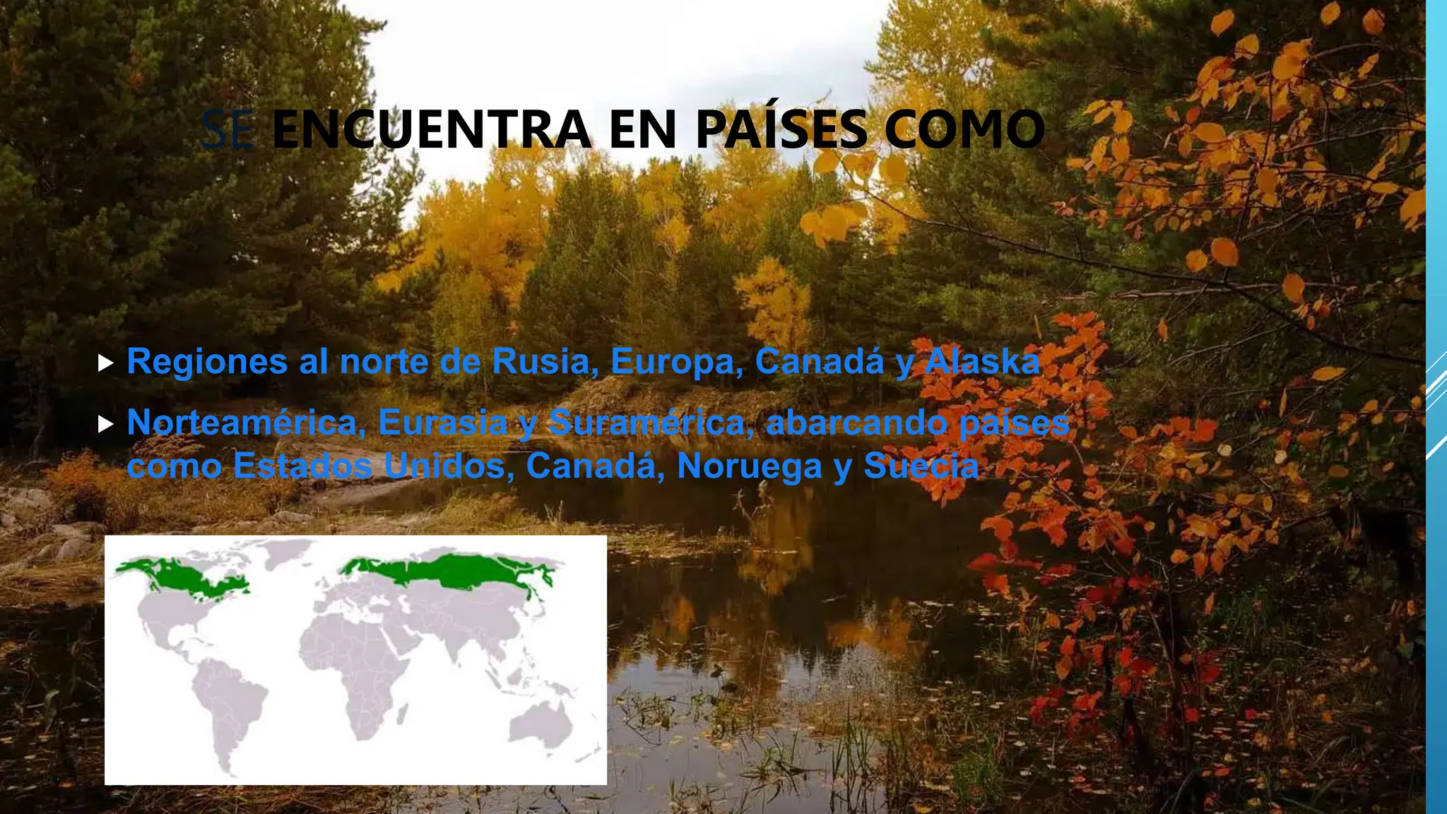 presentación sobre la taiga y sus caracteristicas.pptx