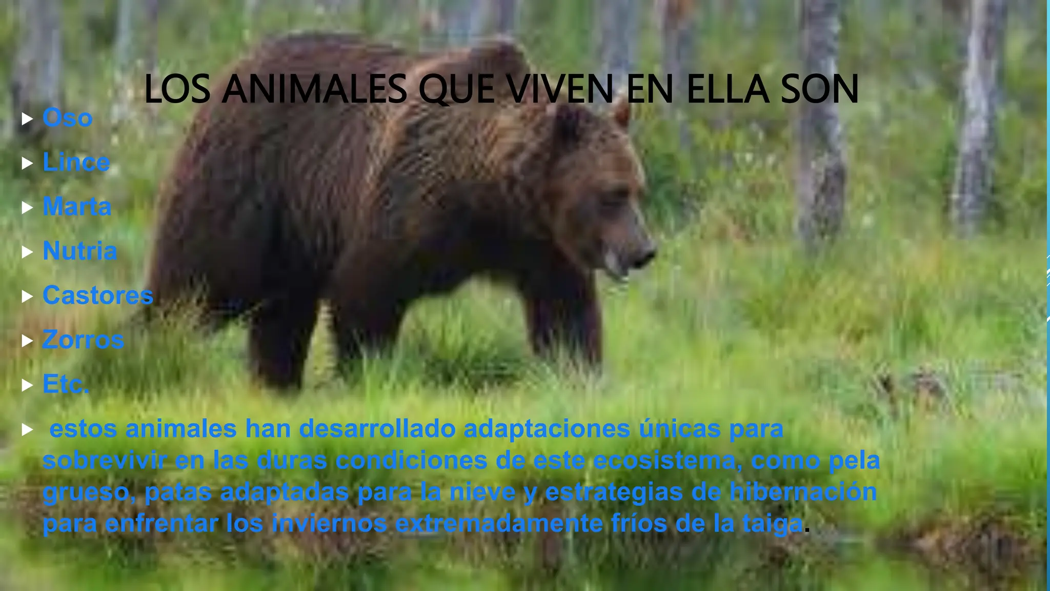 presentación sobre la taiga y sus caracteristicas.pptx