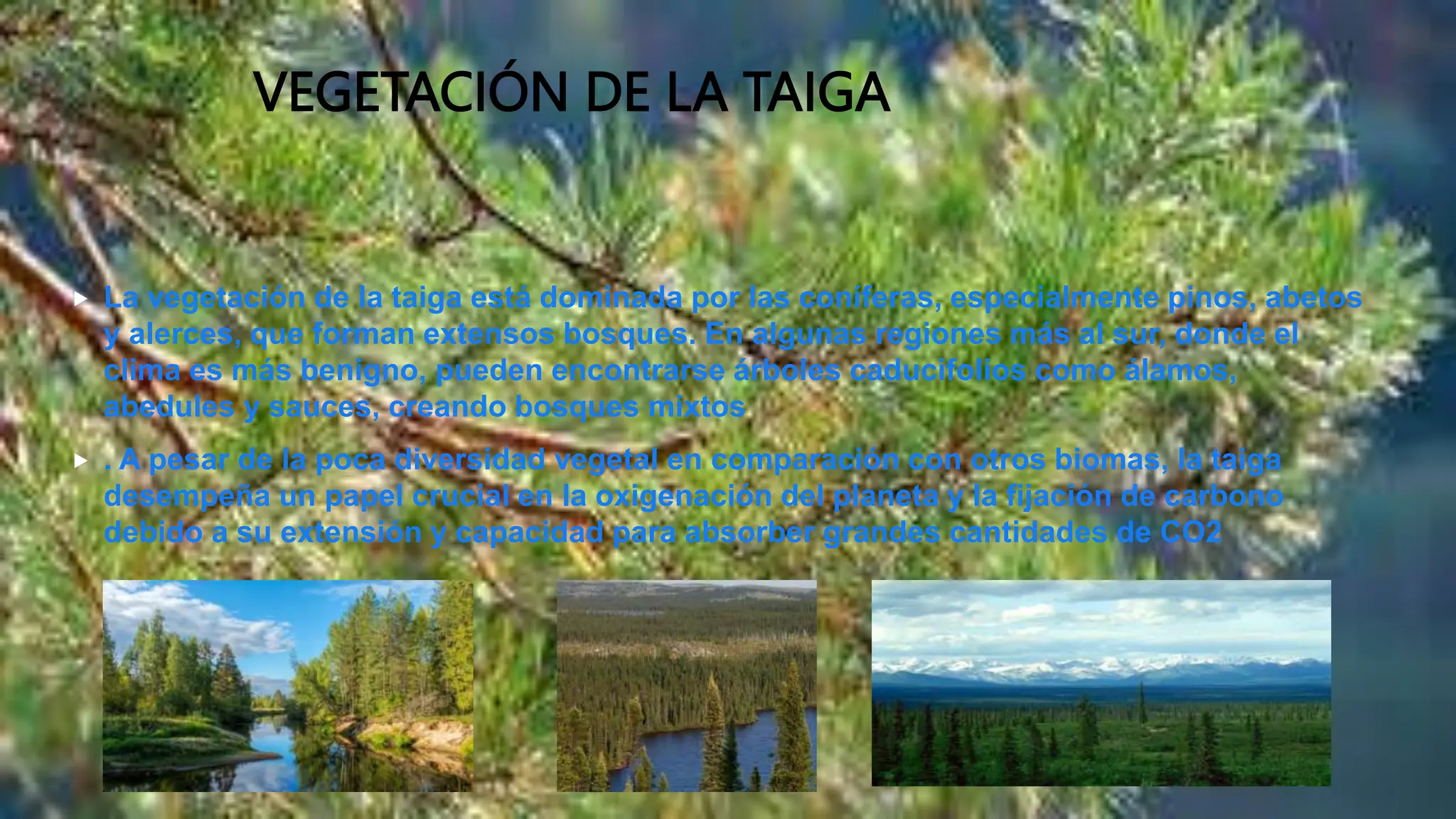 presentación sobre la taiga y sus caracteristicas.pptx