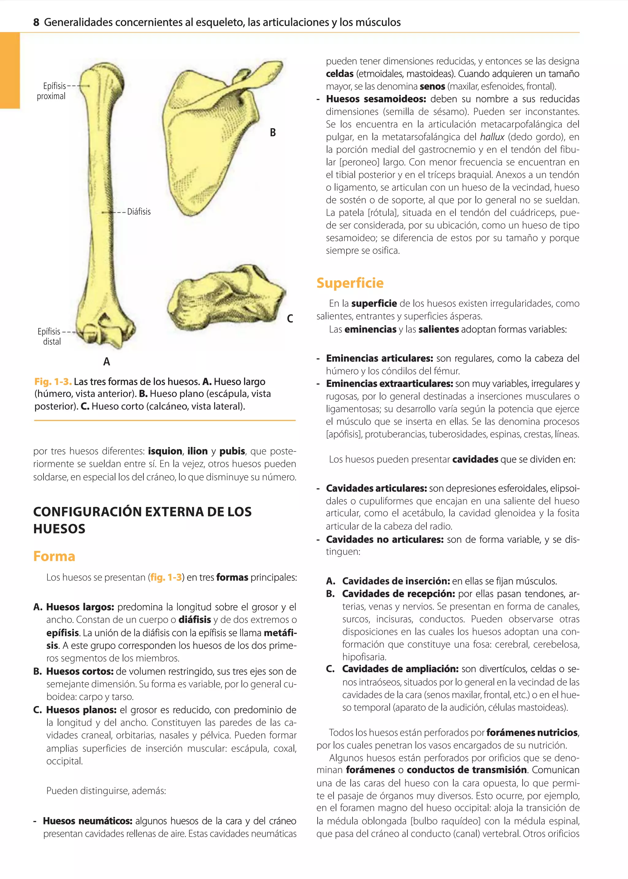 Latarjet - Ruiz Liard Anatomia Humana 5a Edicion T1 (1).pdf