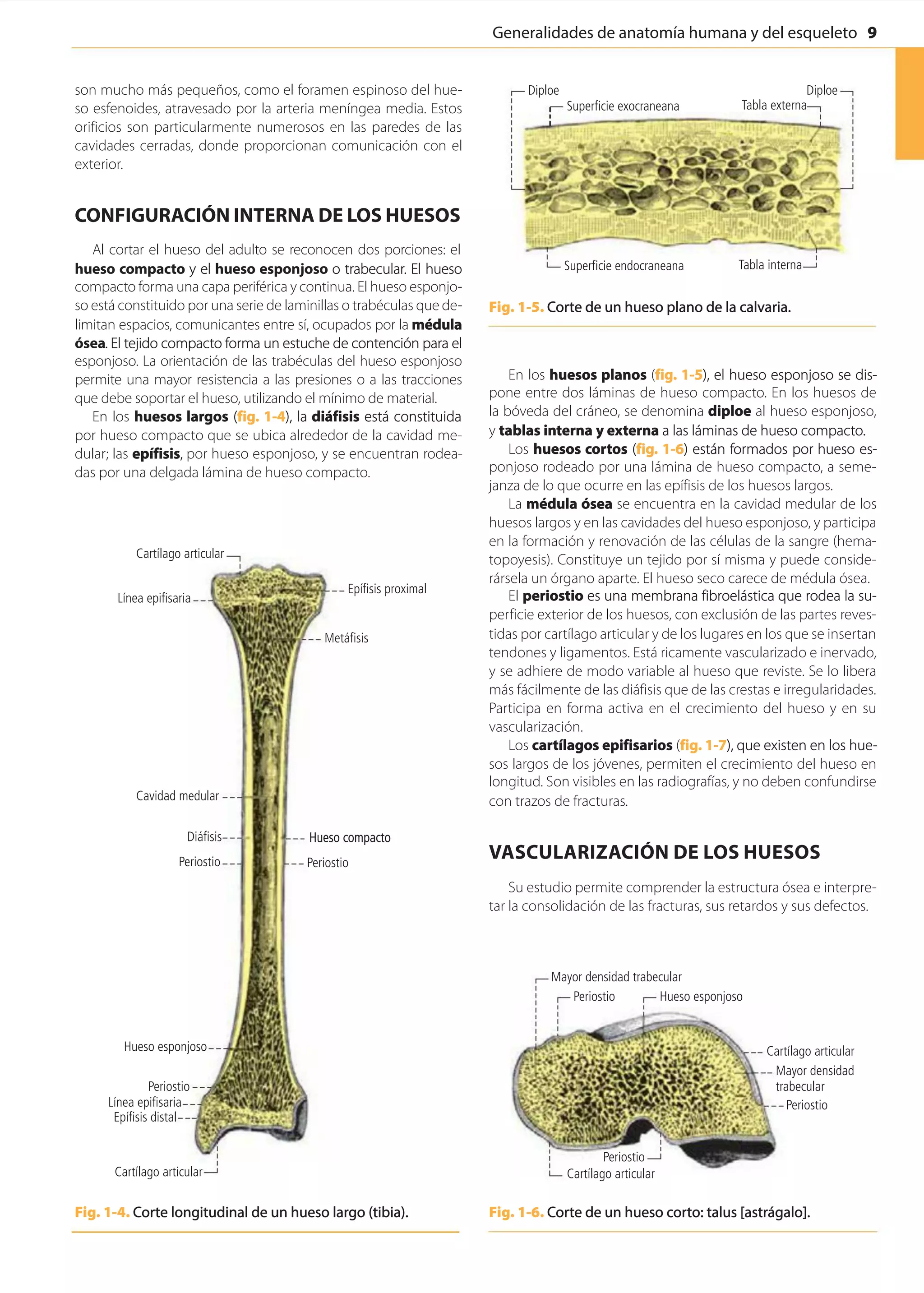 Latarjet - Ruiz Liard Anatomia Humana 5a Edicion T1 (1).pdf