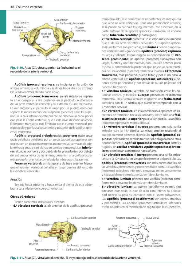 Latarjet Anatomía Humana 2 Tomos 5 Ed. 2019 (Incluye Ebook) Libros y ...