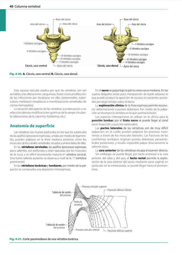Latarjet Anatomía Humana 2 Tomos 5 Ed. 2019 (Incluye Ebook) Libros y ...