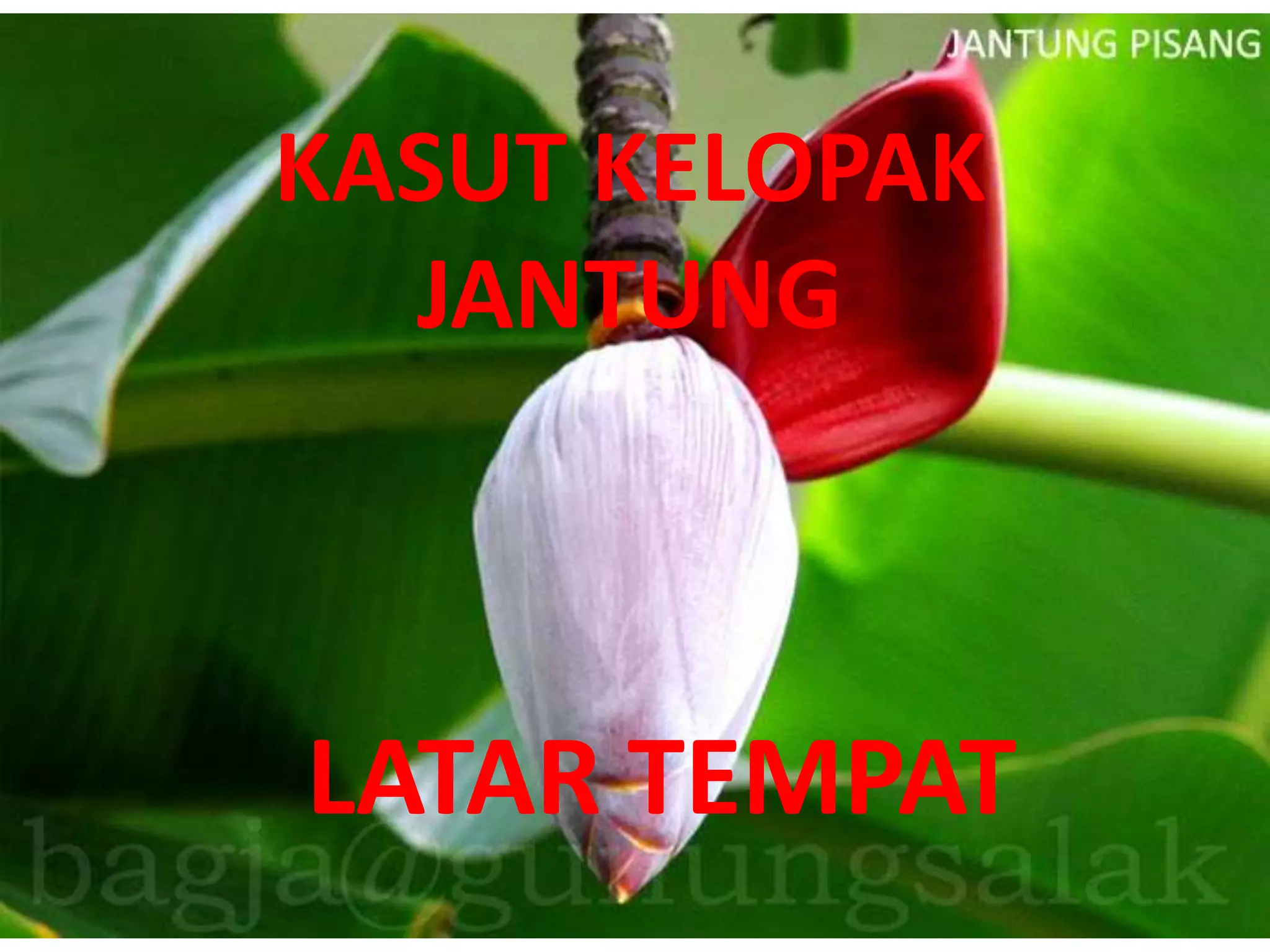 Latar tempat | PPT