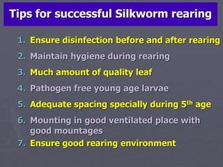 Late age rearing presentation related to sericulture.ppt | Indoor ...