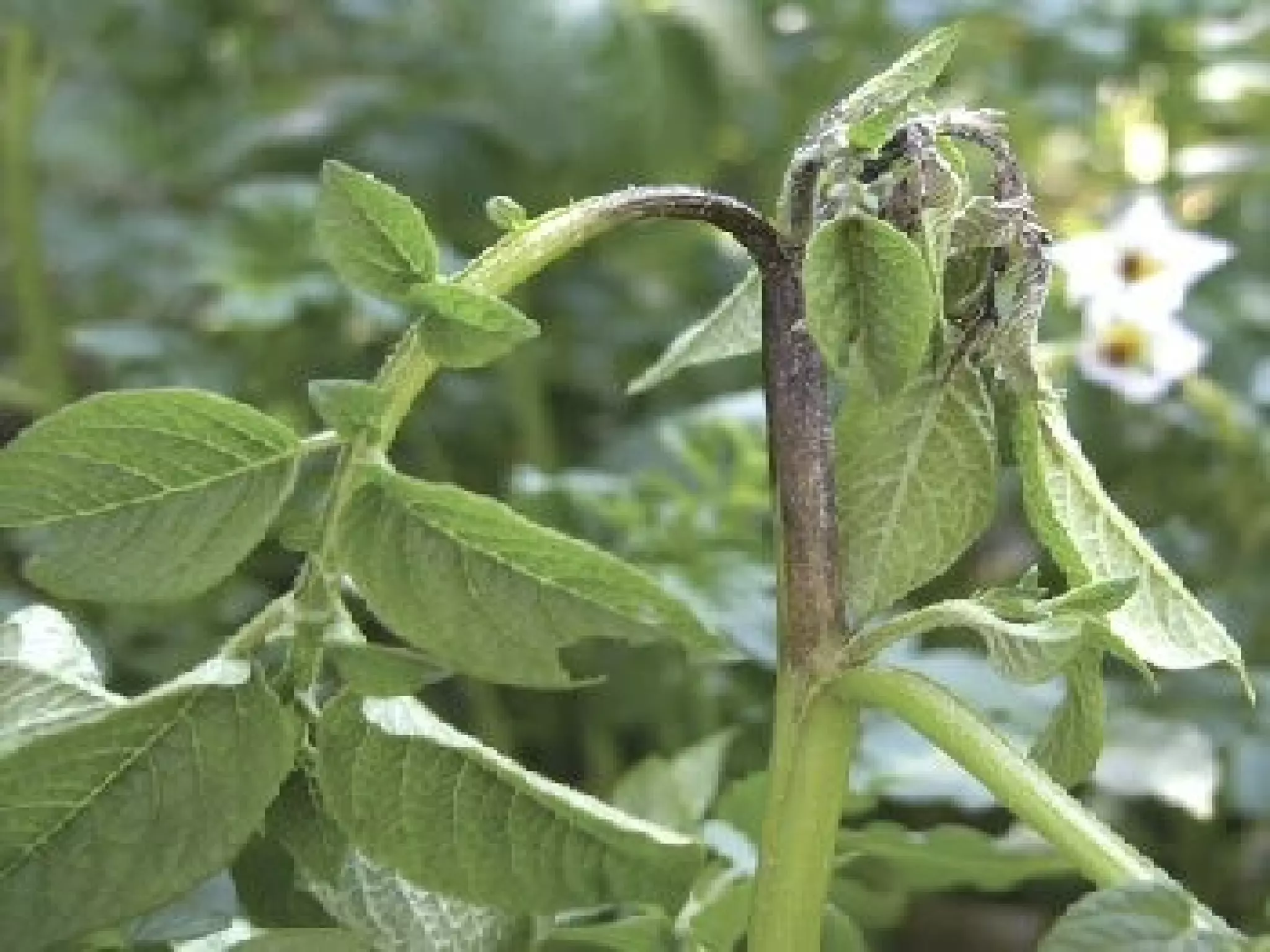 Late blight of potato | PPT