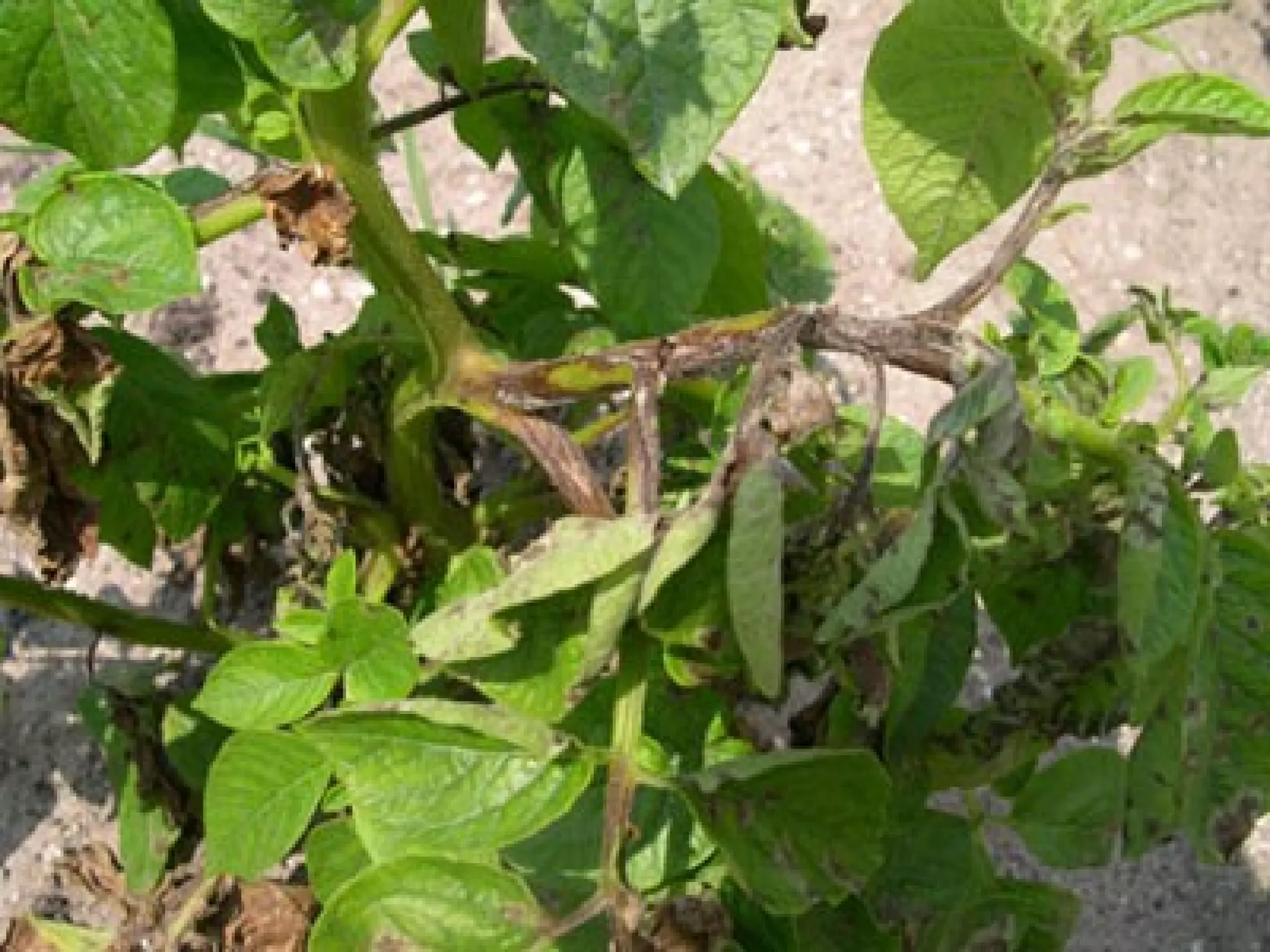 Late blight of potato | PPT