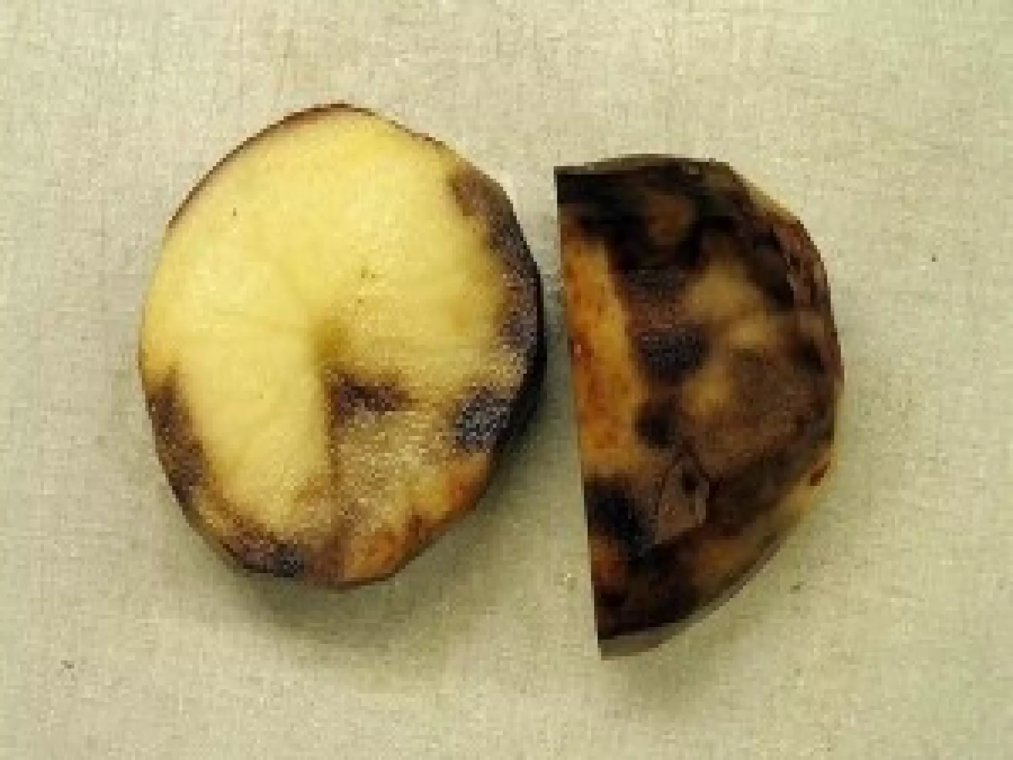 Late blight of potato | PPT