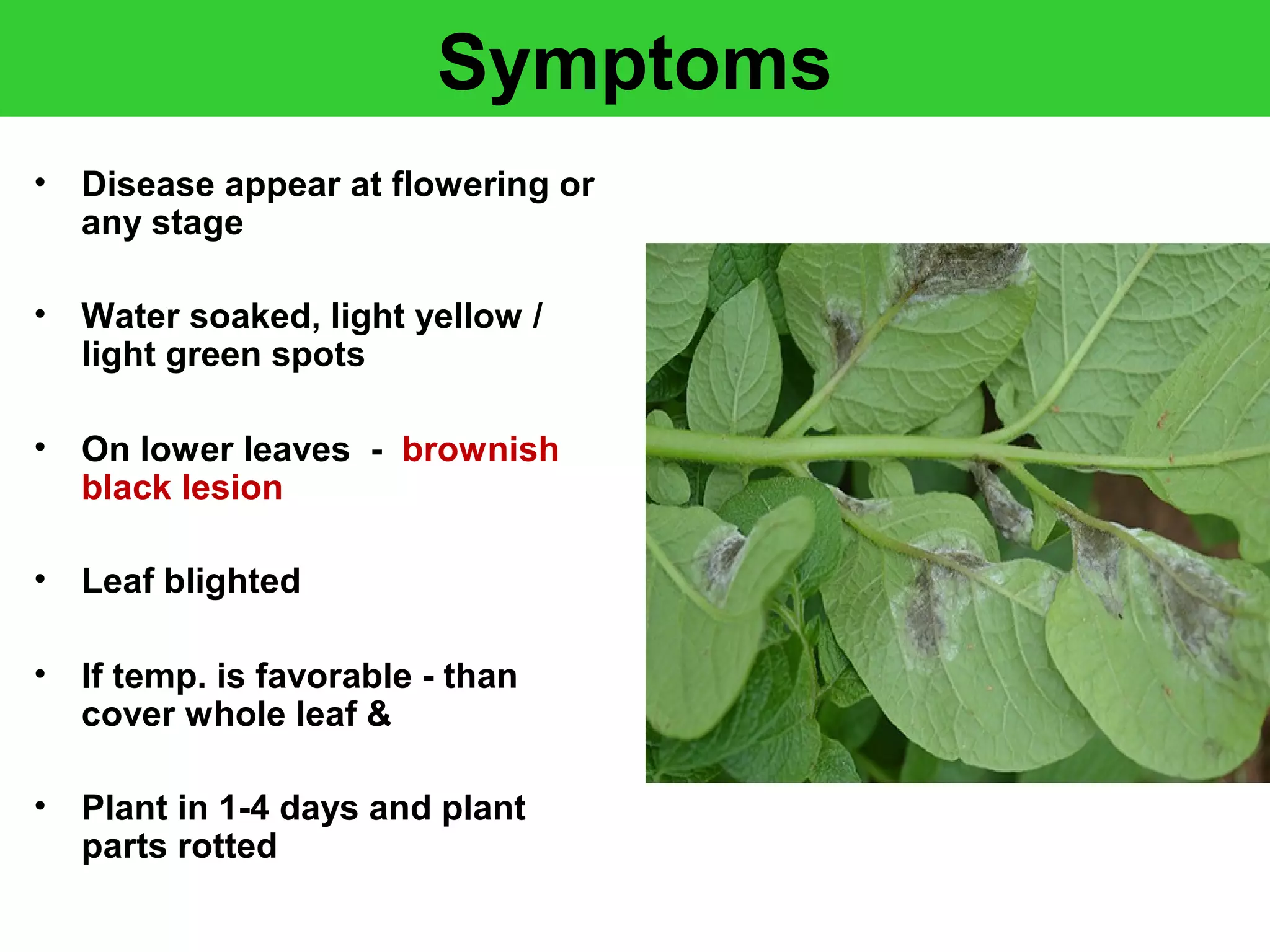 Late blight of potato | PPT