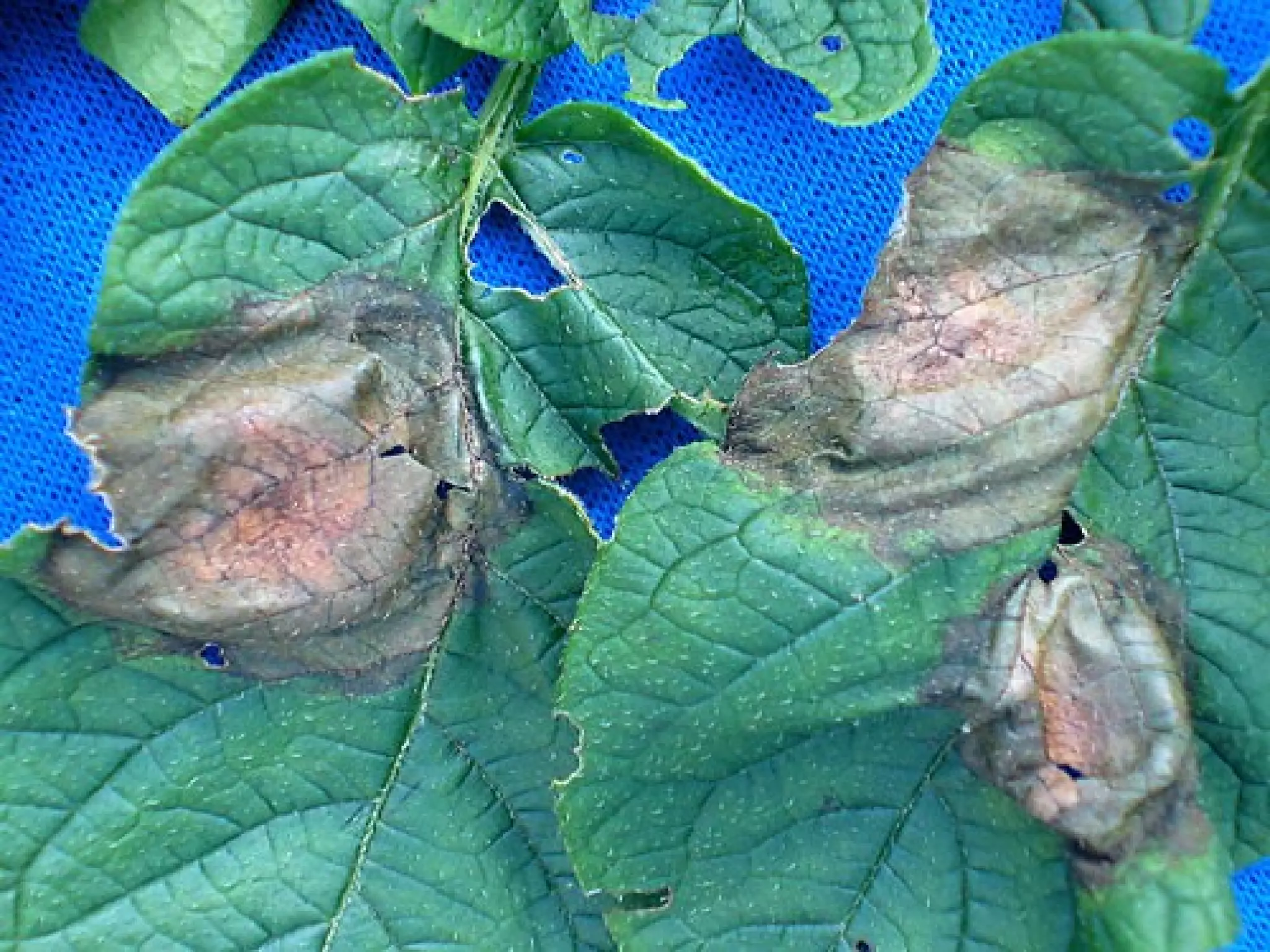Late blight of potato | PPT