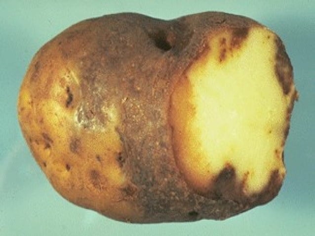Late blight of potato | PPT