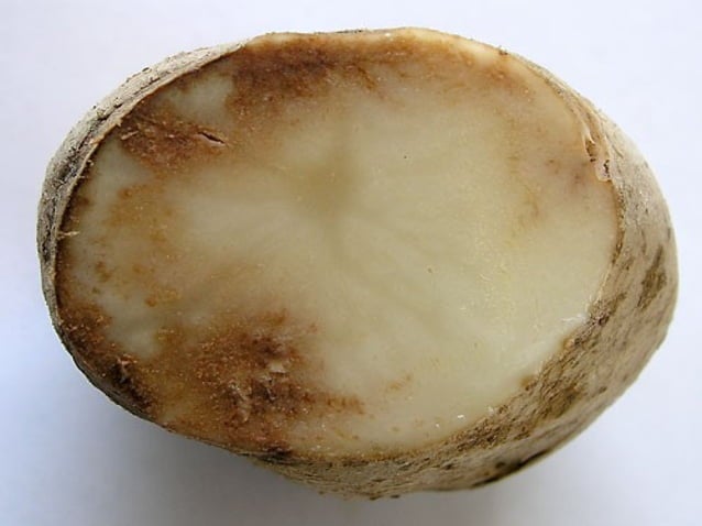 Late blight of potato | PPT