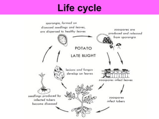 Late blight of potato | PPT