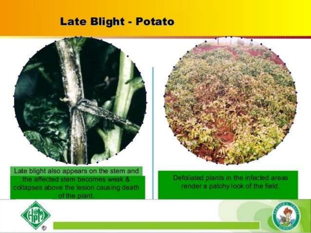 Late blight of potato | PPTX