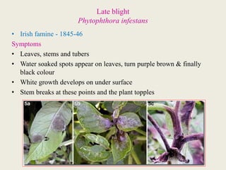 Late blight of potato | PPTX