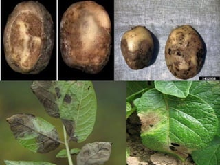 Late blight of potato | PPTX