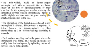 Late blight of potato | PPTX