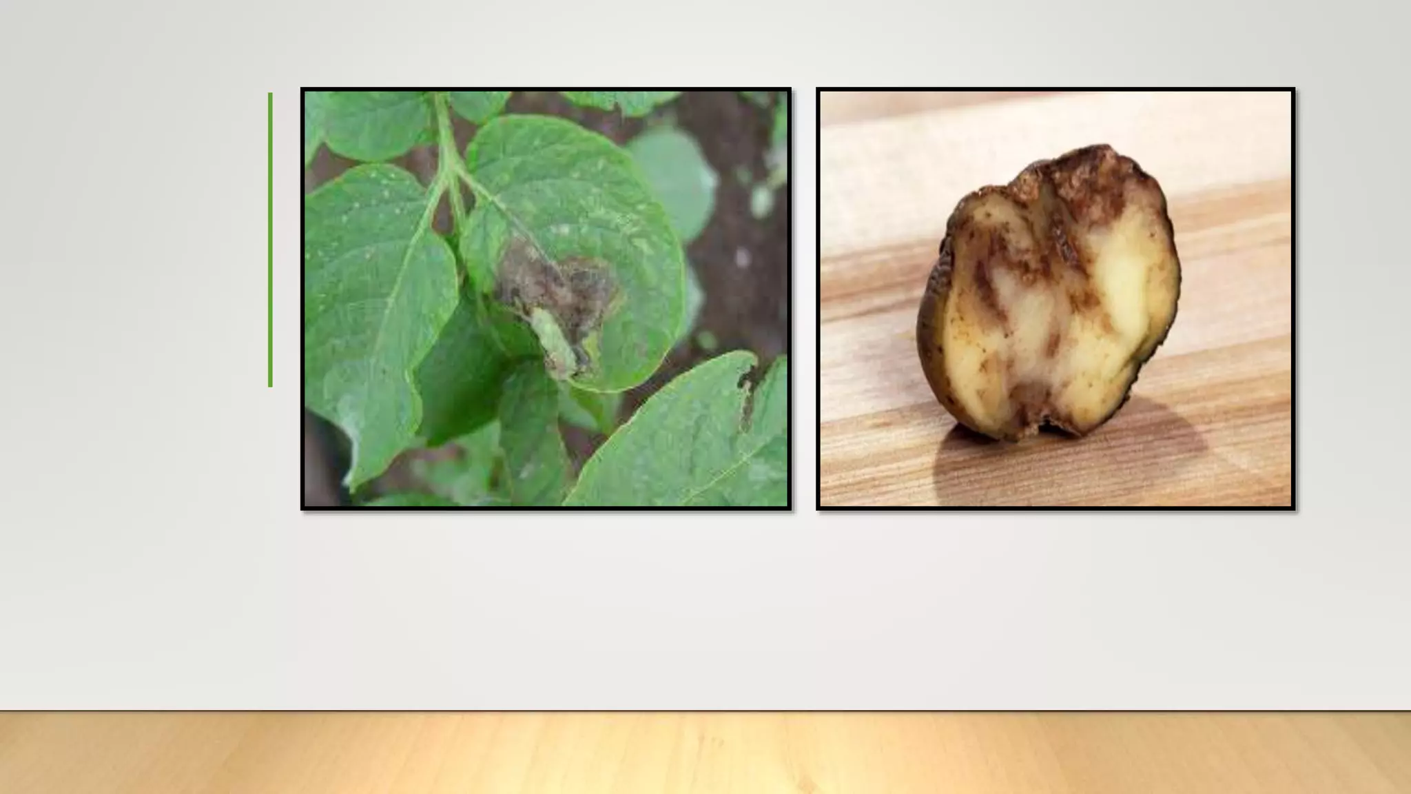 Late blight of potato.pptx