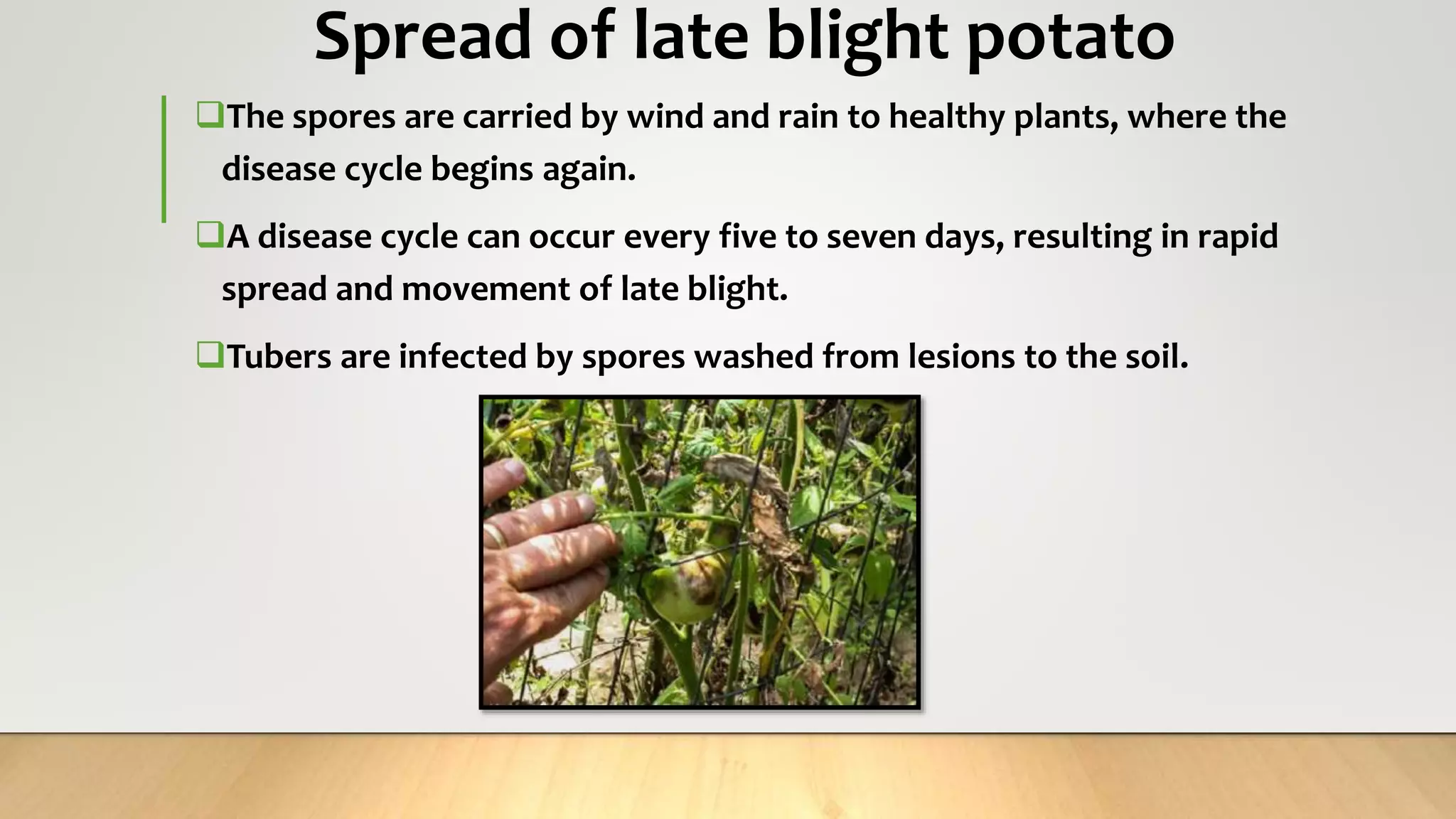 Late blight of potato.pptx