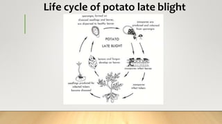 Late blight of potato.pptx