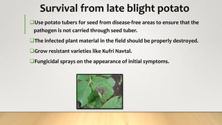 Late blight of potato.pptx