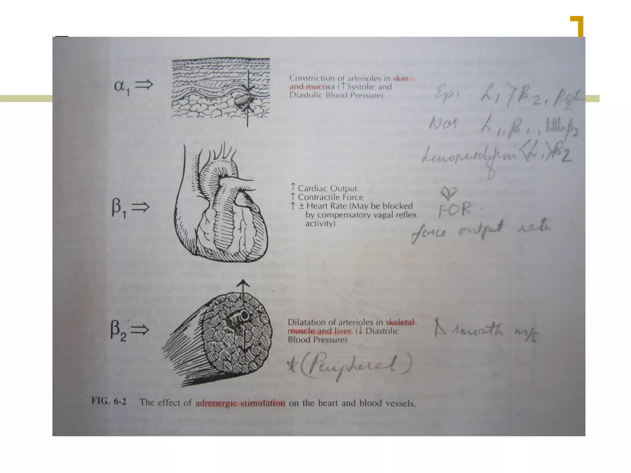 Local Anesthesia Injection Technique | PPT