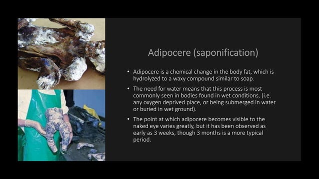 Late post mortem changes | PPTX