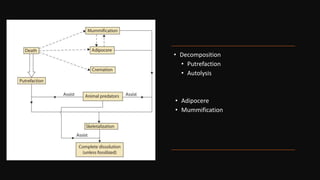 Late post mortem changes | PPTX