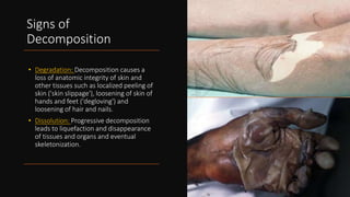 Late post mortem changes | PPTX