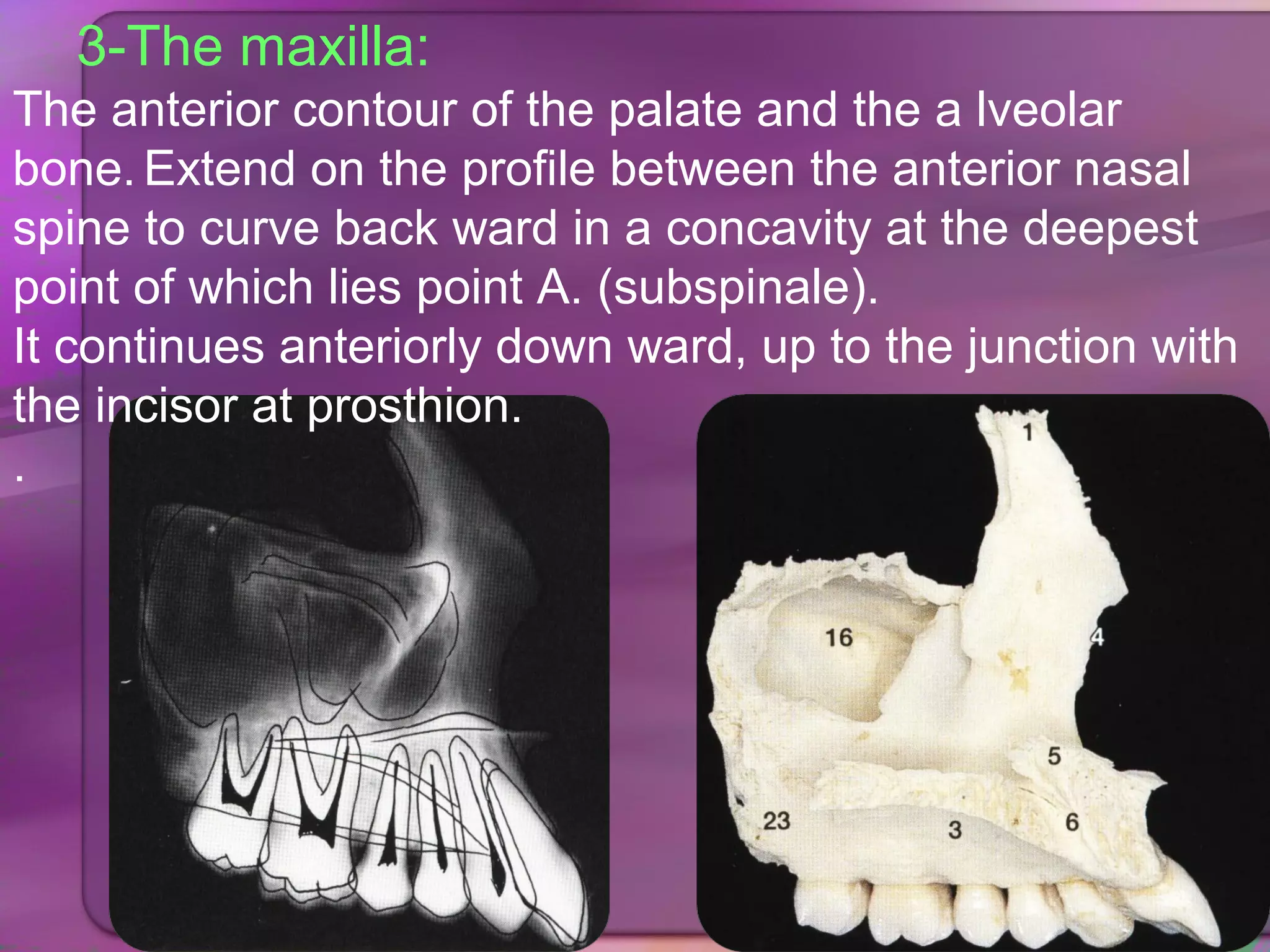 lateral cephalometric analysis in orthodontic | PPT