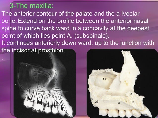 lateral cephalometric analysis in orthodontic | PPT