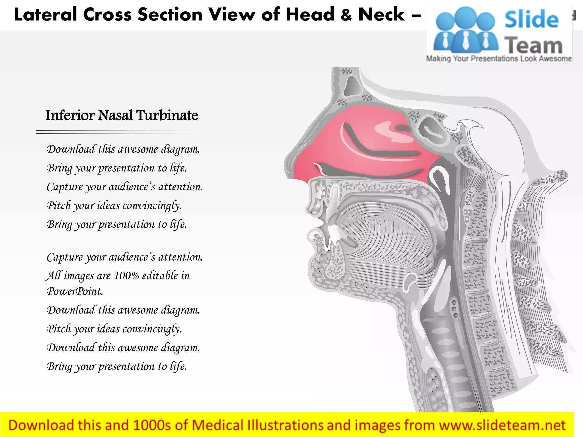 Lateral cross sectional view of head and neck laryngeal anatomy medical ...