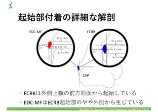 肘外側上顆炎(テニス肘) 治療など文献まとめ Lateral epicondylitis | PDF