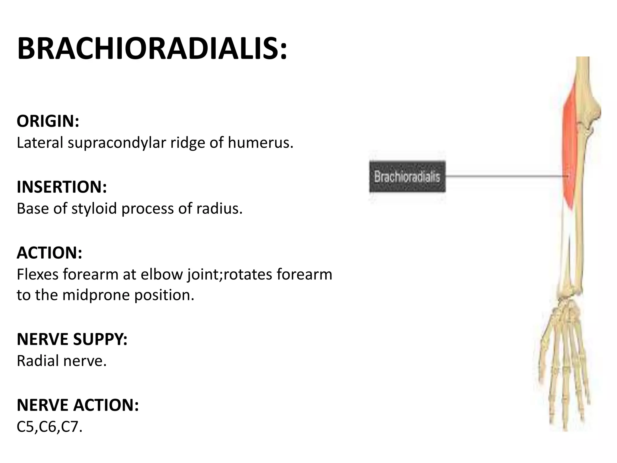 Lateral forearm | PPTX