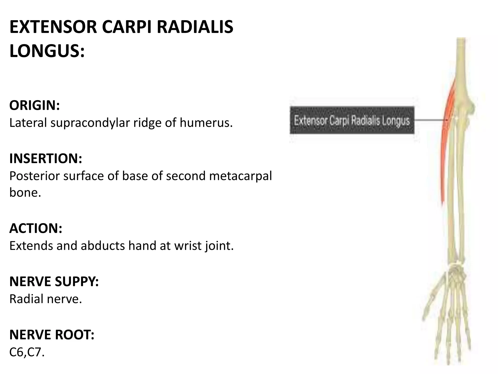 Lateral forearm | PPTX