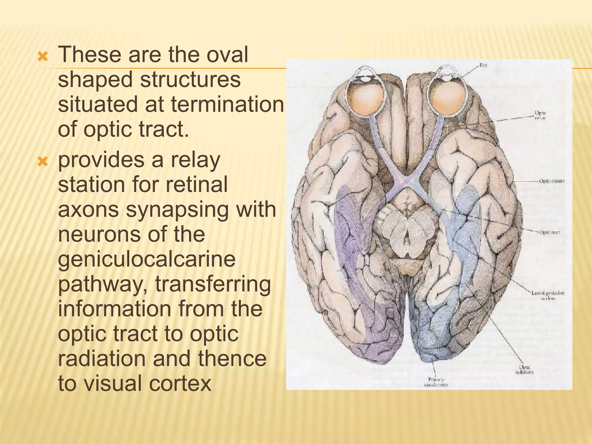 Lateral geniculate nucleus | PPTX