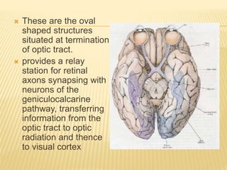 Lateral geniculate nucleus | PPTX