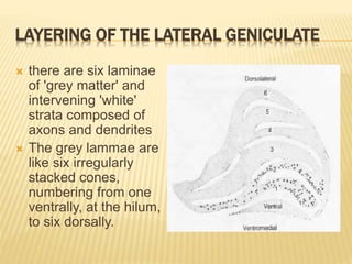 Function Of Lateral Geniculate Nucleus