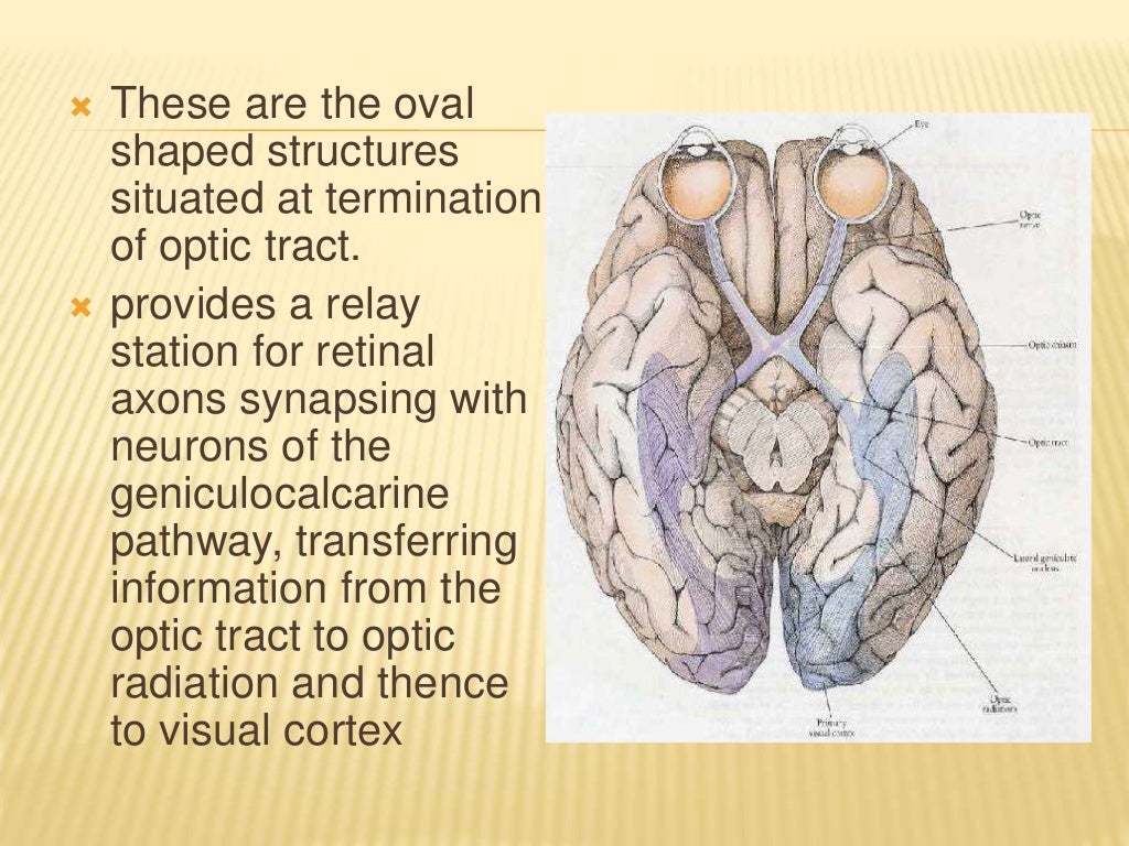Lateral geniculate nucleus