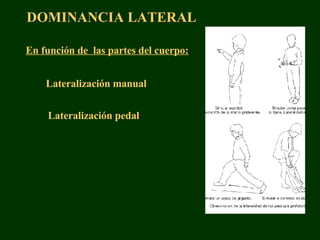 Lateralidad | PPT