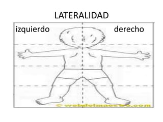Lateralidad. power point | PPTX