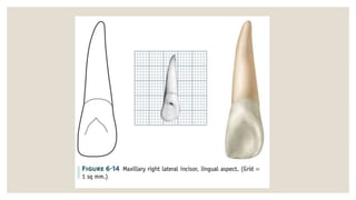 Lateral Incisor | PPTX