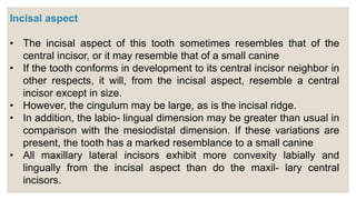Lateral Incisor | PPTX
