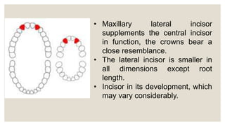 Lateral Incisor | PPTX