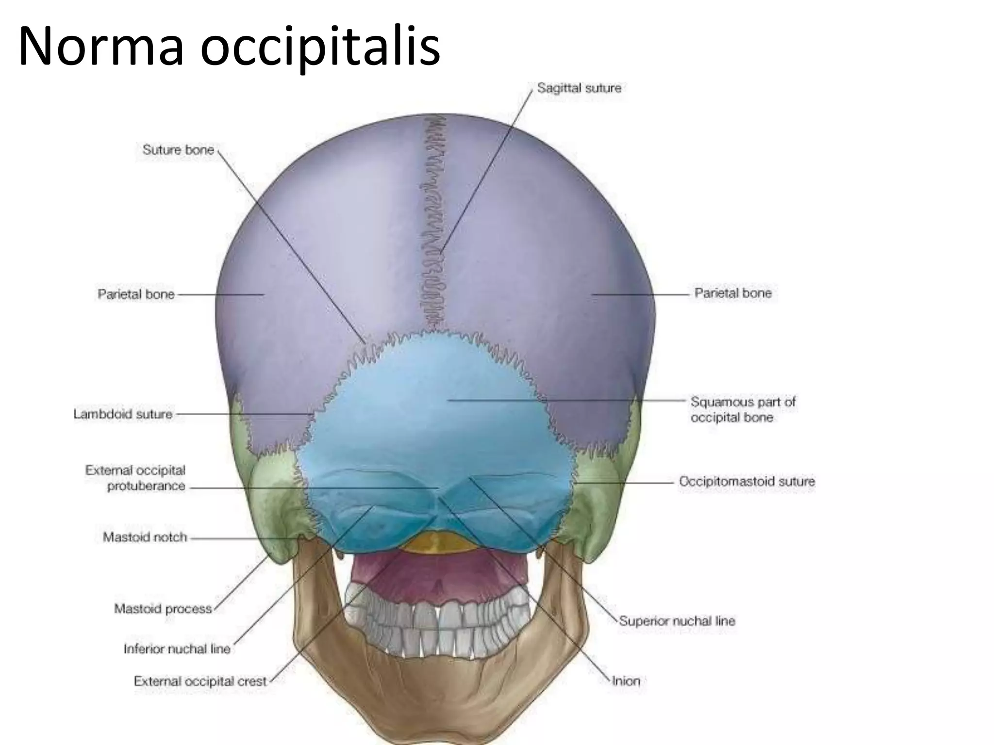 lateralis and frontalis-lecture 2.pptx