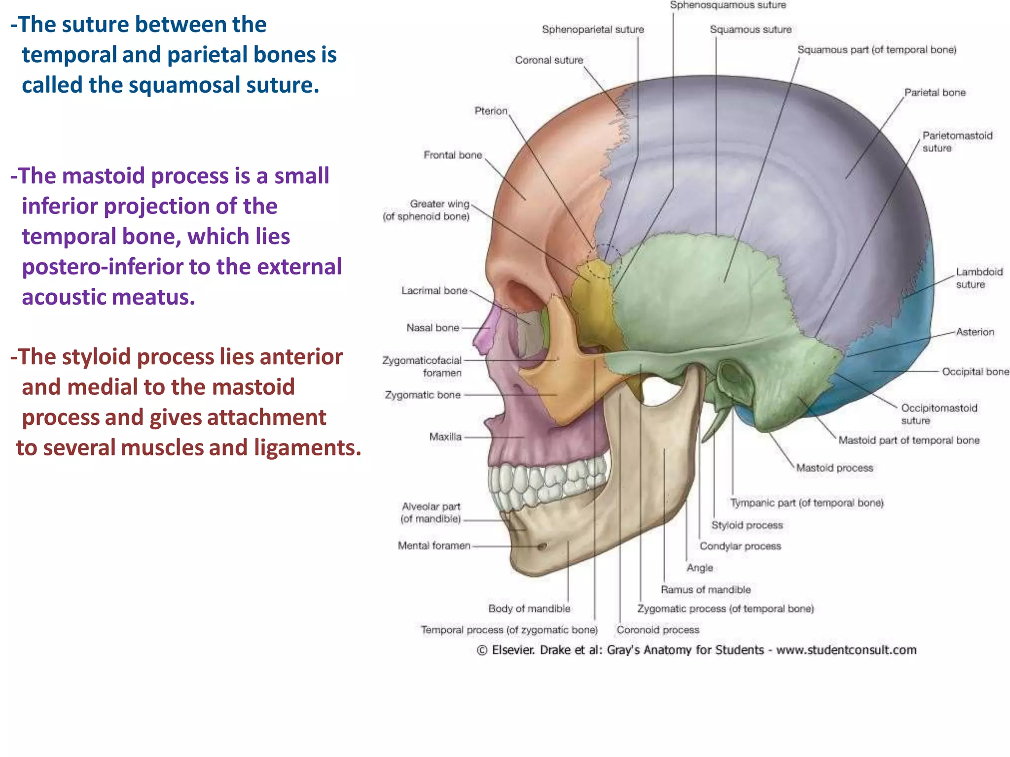 lateralis and frontalis-lecture 2.pptx