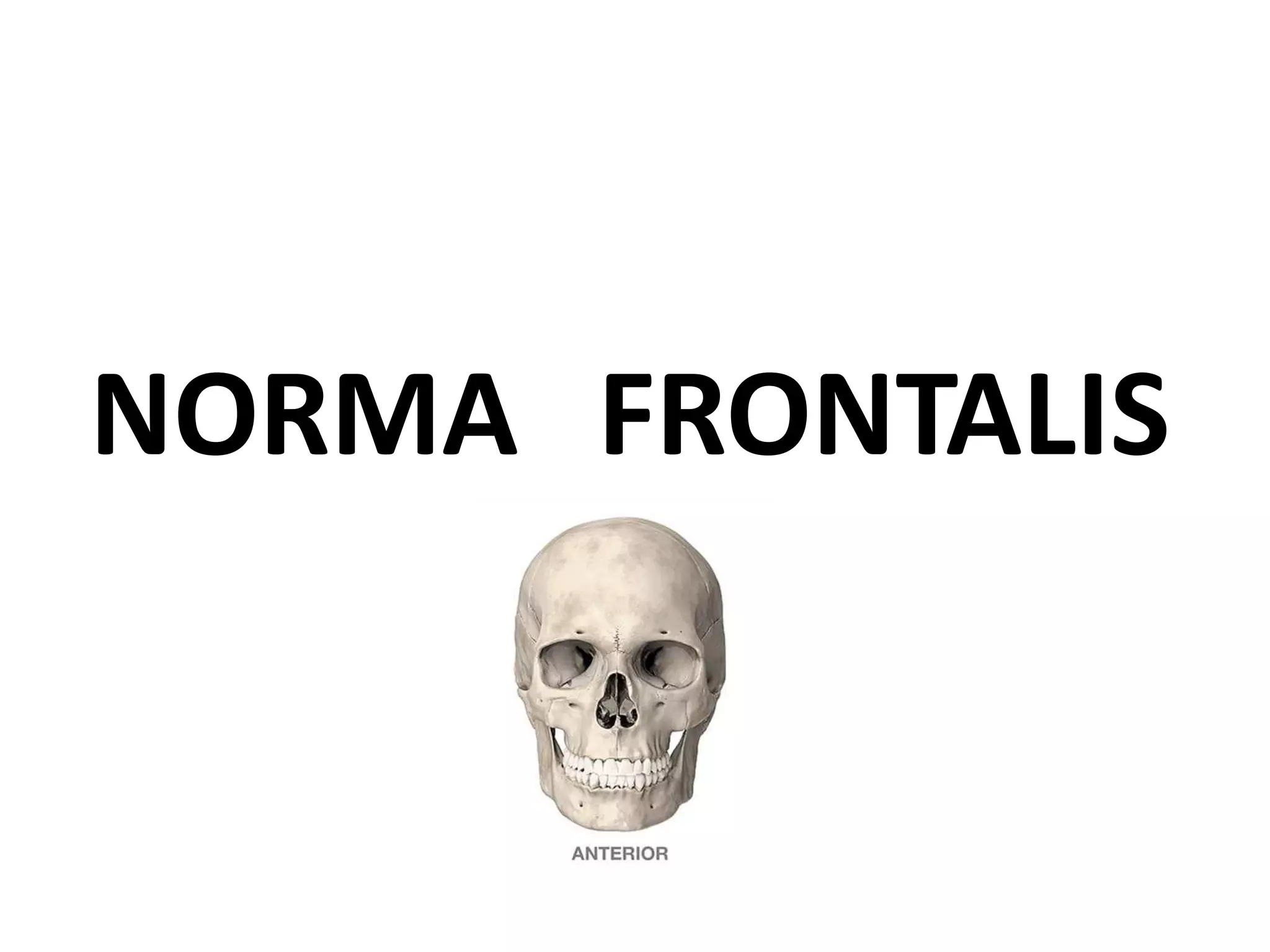 lateralis and frontalis-lecture 2.pptx