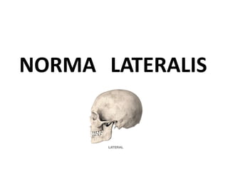 lateralis and frontalis-lecture 2.pptx